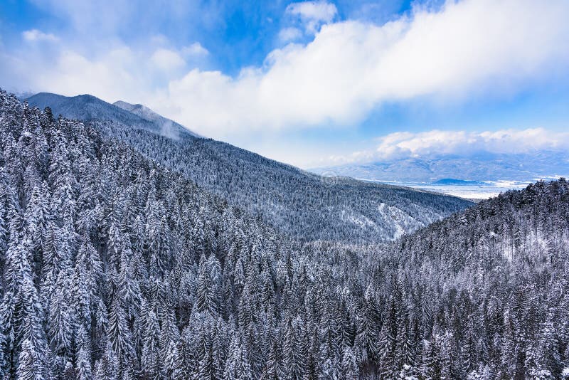 Coniferous Forest in Winter Stock Image - Image of cold, mountain ...