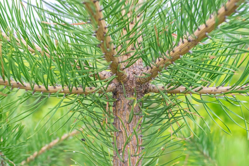 Coniferous Trunk with Branch Base and Green Needles and Brown Bark ...