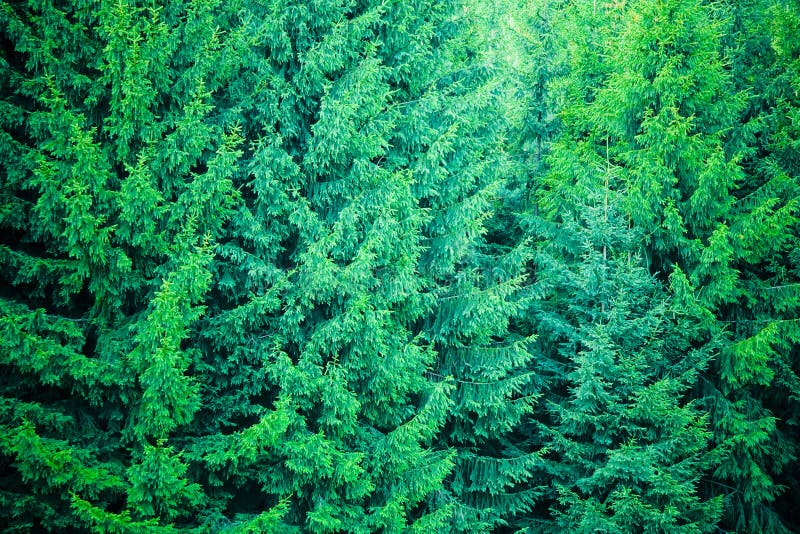 Coniferous wood stock photo. Image of plant, tree, summertime - 2751334