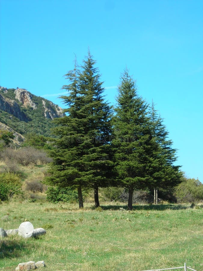 Conifers stock image. Image of background, conifers, beautiful - 47601615