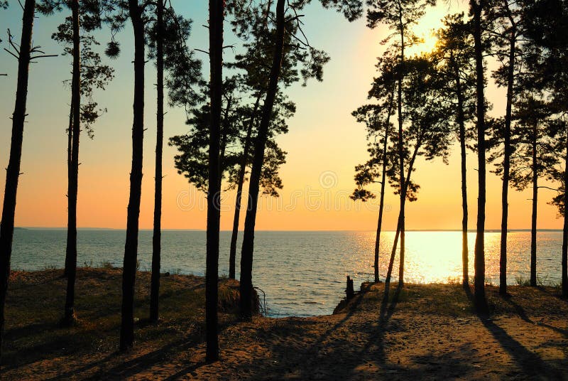 Conifers at the Dnipro River. Stock Image - Image of conifer, roots ...