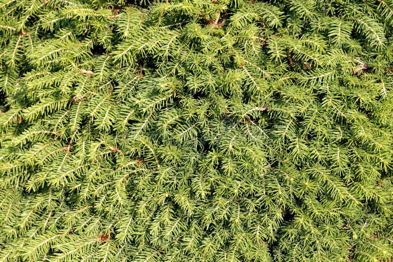 2,093 Conifers Texture Stock Photos - Free & Royalty-Free Stock Photos ...