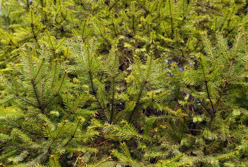 2,134 Conifers Texture Stock Photos - Free & Royalty-Free Stock Photos ...