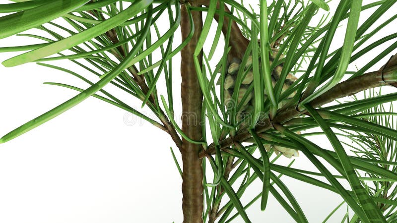 Conifer Leaf stock image. Image of design, isolated, australia - 84226639