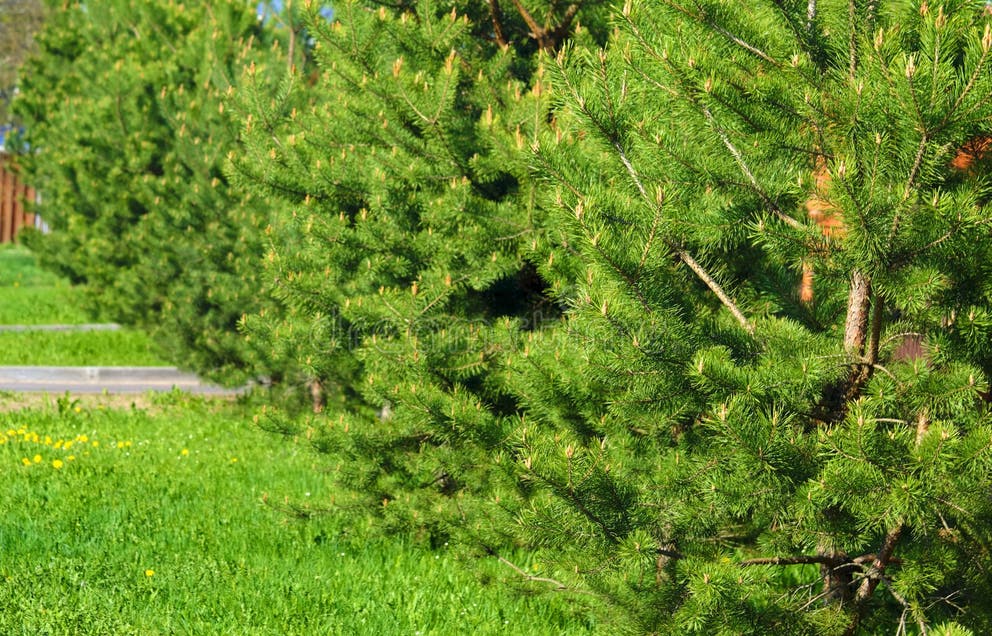 Conifers in a Row General Plan Color Stock Image - Image of large ...
