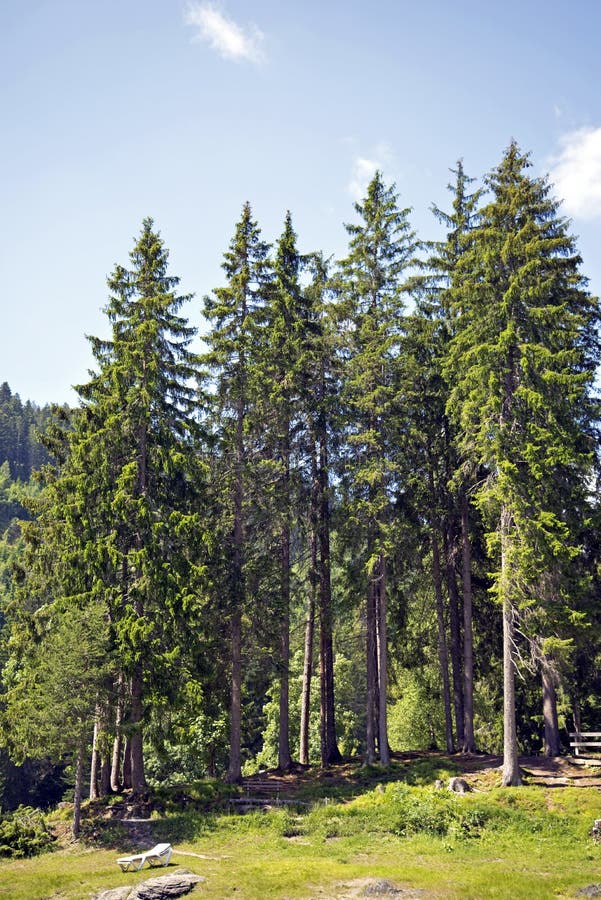 Conifers stock photo. Image of spruce, nature, forest - 32044350