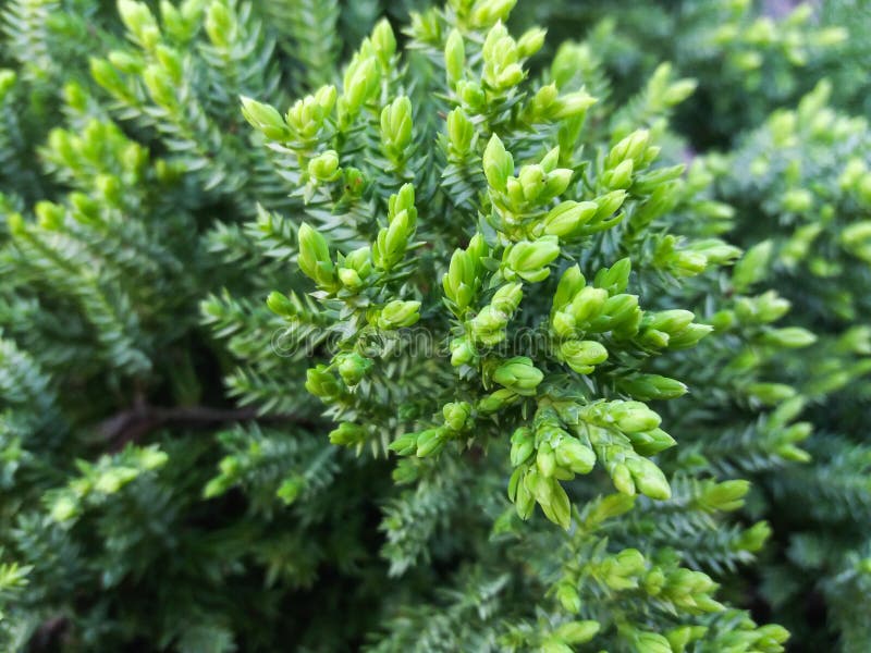 2,134 Conifers Texture Stock Photos - Free & Royalty-Free Stock Photos ...