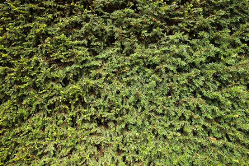 2,134 Conifers Texture Stock Photos - Free & Royalty-Free Stock Photos ...