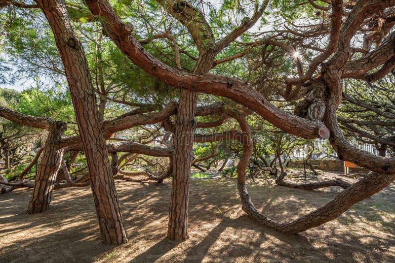 Tree Trunks Conifers Tangled in a Park Stock Photo - Image of wildlife ...