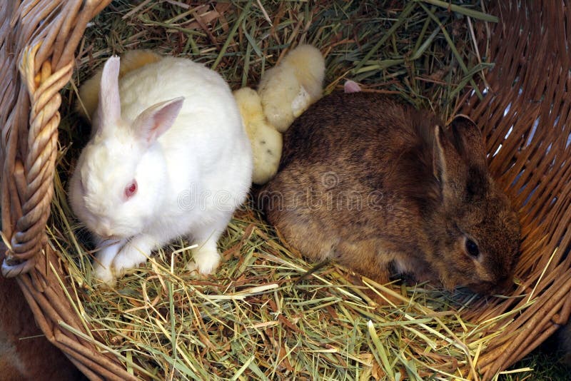 Coniglietto immagine stock. Immagine di occhio, carino - 1063801