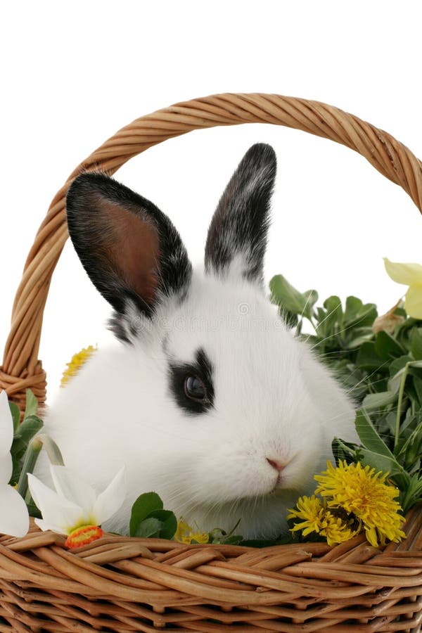 Coniglietto carino fotografia stock. Immagine di lanuginoso - 4507016