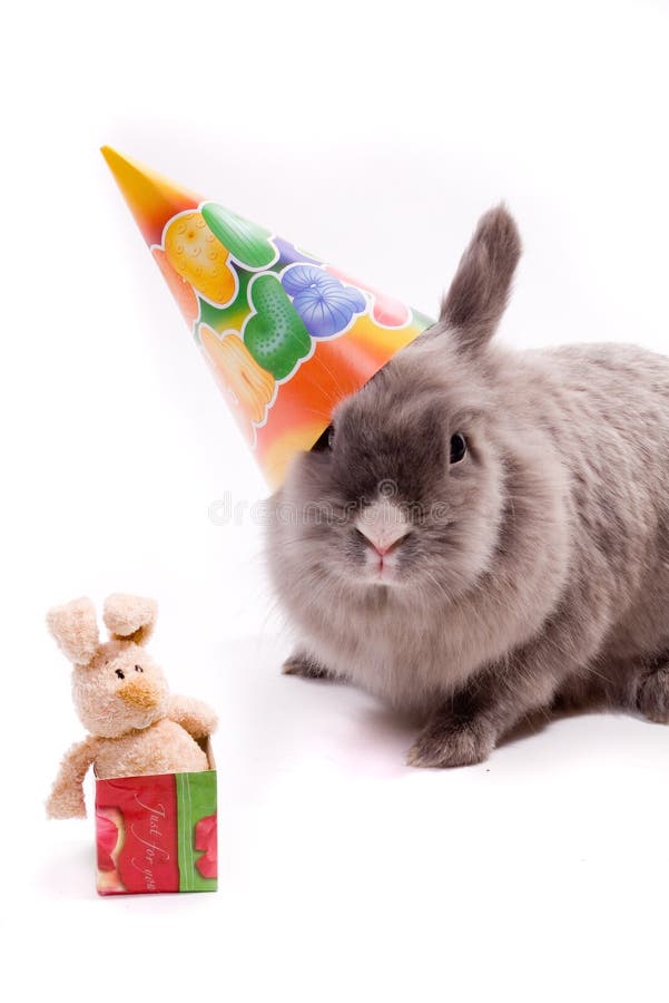 Coniglietto E Un Giocattolo-coniglietto Nella Casella Immagine Stock ...