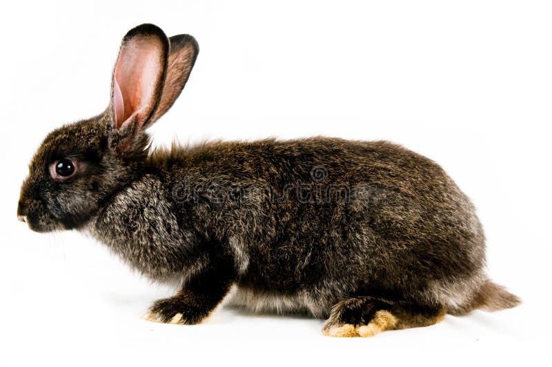 Coniglietto nero fotografia stock. Immagine di adulto - 13196354
