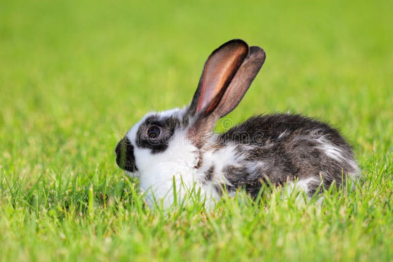 Coniglio fotografia stock. Immagine di adorable, cortile - 12675884