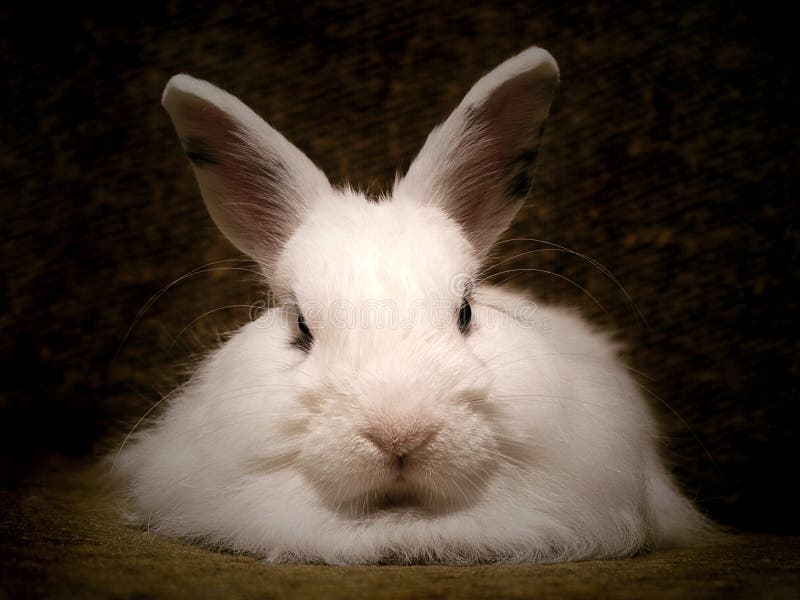 Coniglio fotografia stock. Immagine di roditore, coniglio - 1595794