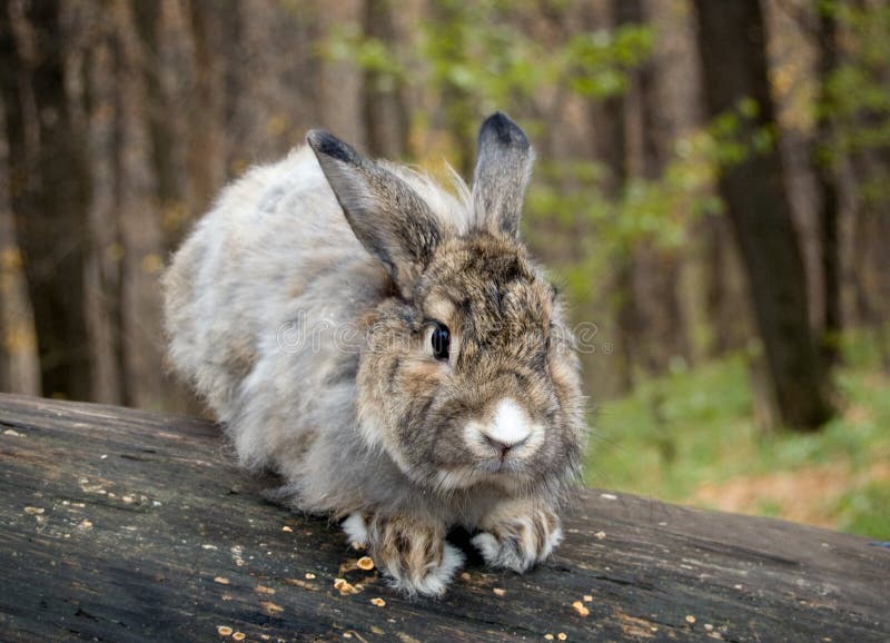 Coniglio fotografia stock. Immagine di ambiente, fuoco - 16798390