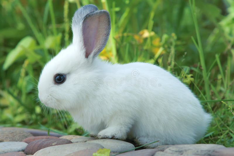 Coniglio fotografia stock. Immagine di chiusura, basette - 25665648