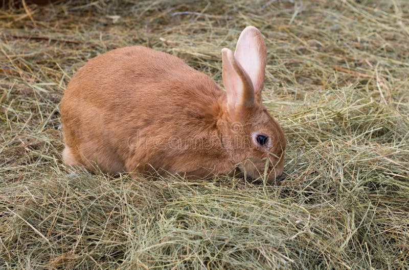 Coniglio fotografia stock. Immagine di marrone, podere - 35984232