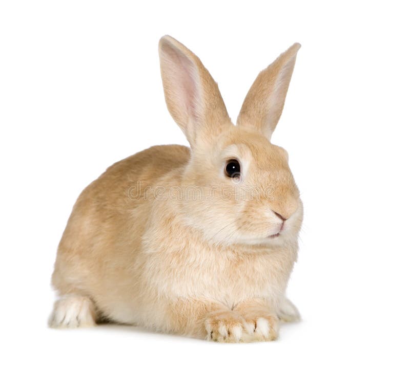 Coniglio immagine stock. Immagine di benissimo, morbido - 4990485