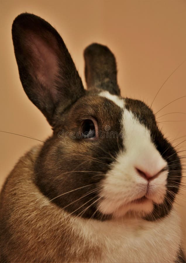 Coniglio immagine stock. Immagine di carino, animale - 97699155