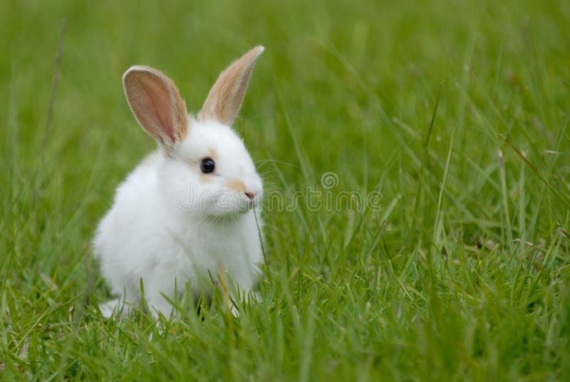 Coniglio bianco immagine stock. Immagine di animale, pasqua - 1709771