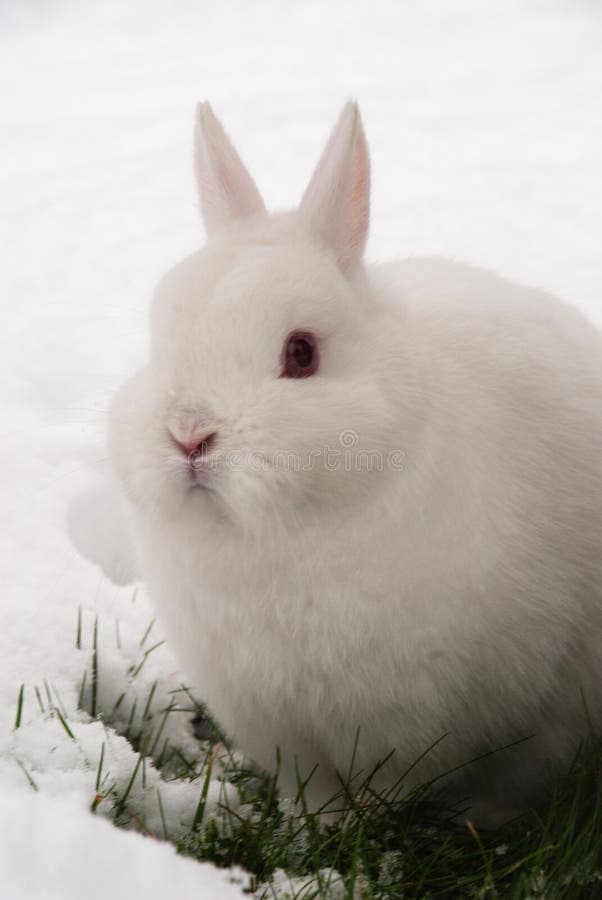 Coniglio bianco nella neve immagine stock. Immagine di nessuno - 66370505