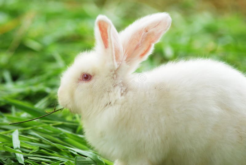 Coniglio bianco sull'erba fotografia stock. Immagine di baffi - 10626220