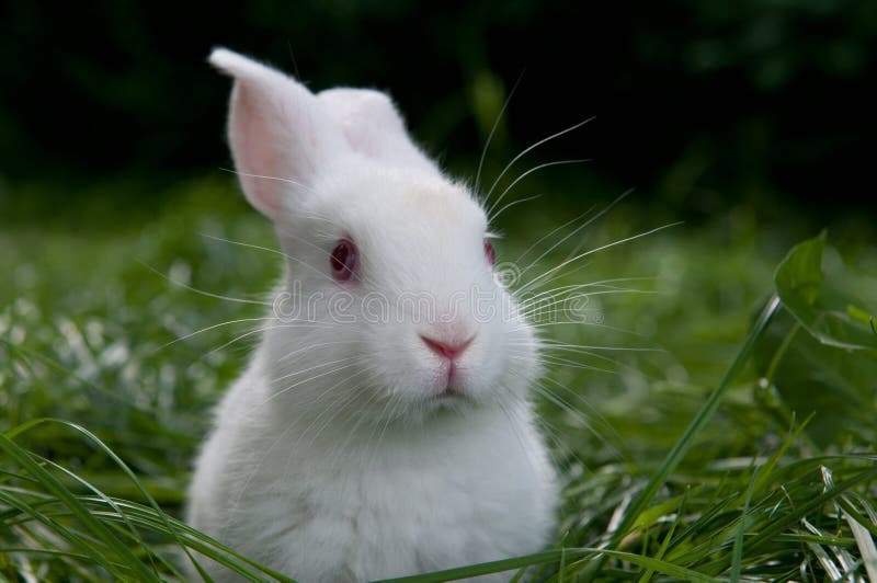 Coniglio bianco sull'erba immagine stock. Immagine di coniglietto ...