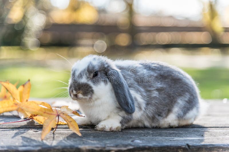 Coniglio, Coniglietto All'aperto Immagine Stock - Immagine di podere ...