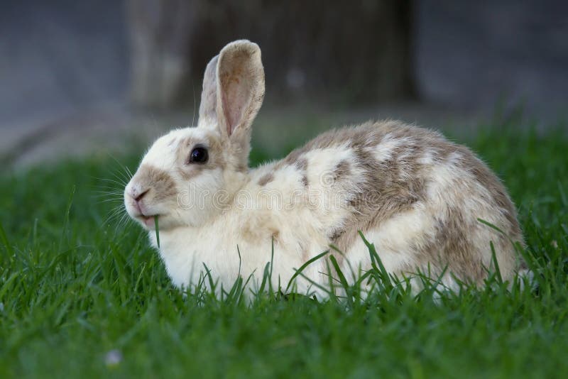 Coniglio Dell'animale Domestico Fotografia Stock - Immagine di occhio ...