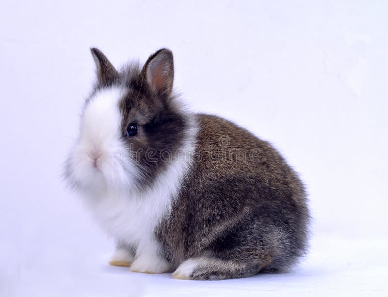 Coniglio Dell'animale Domestico Fotografia Stock - Immagine di sfondo ...