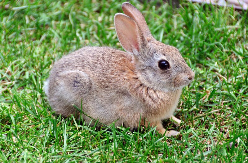 Coniglio di coniglietto immagine stock. Immagine di orecchi - 25217067