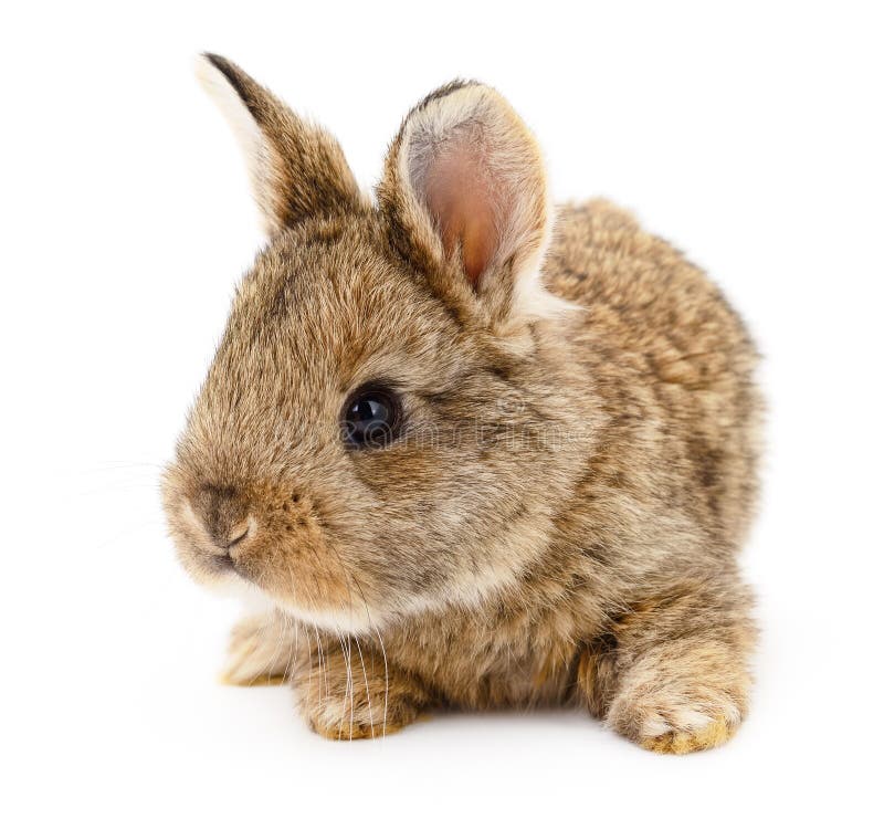 Fine Sveglia Su Di Un Coniglietto Fotografia Stock - Immagine di ...