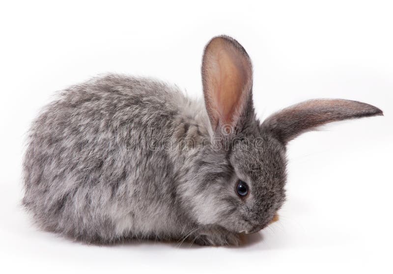 Coniglio fotografia stock. Immagine di pasqua, bellezza - 30253570
