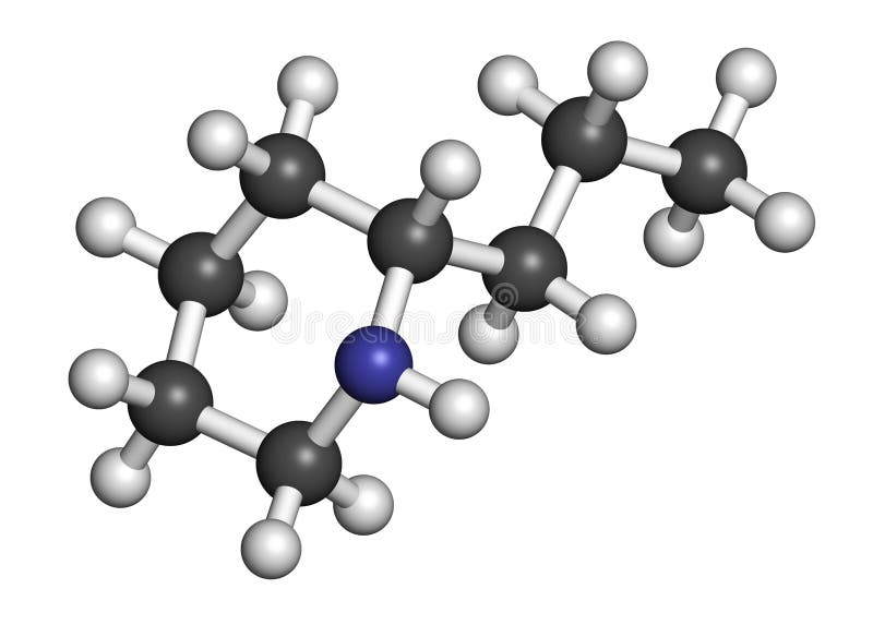 Coniine Herbal Toxin Molecule. Present in Poison Hemlock Conium ...