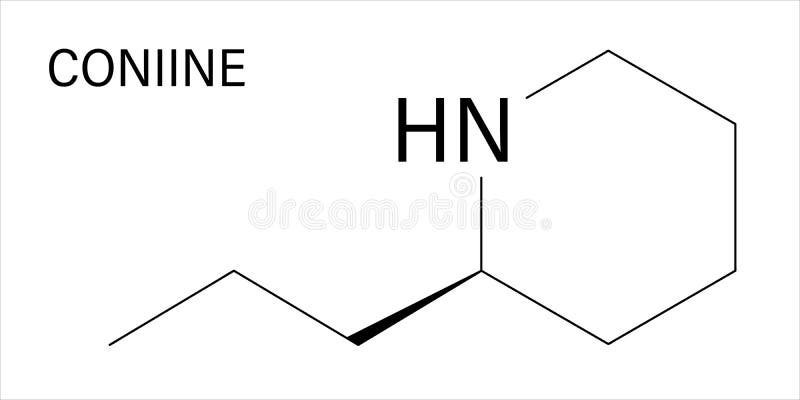 Coniine Herbal Toxin Molecule. Present in Poison Hemlock, Conium ...