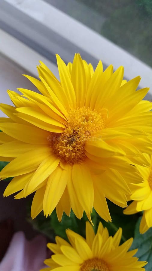 Conjoined Twins Stock Photos - Free & Royalty-Free Stock Photos from ...