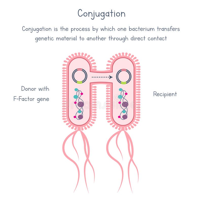 Horizontal Gene Transfer Conjugation Science Educational Graphic Stock ...