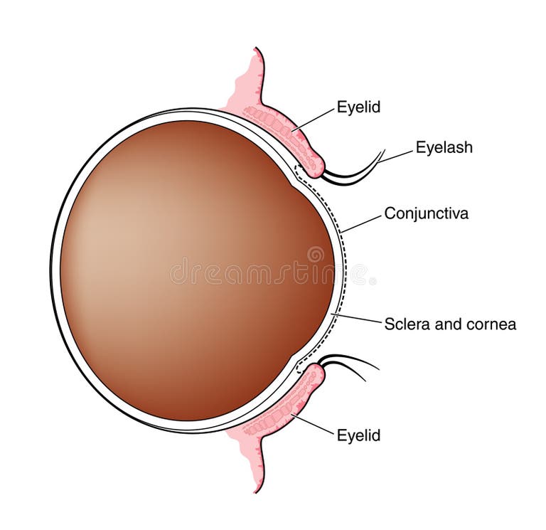 Conjunctiva of the eye stock vector. Illustration of eyelid - 13748737