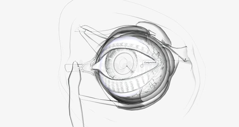 The Conjunctiva is a Thin Membrane that Covers the Inner Surface of the ...