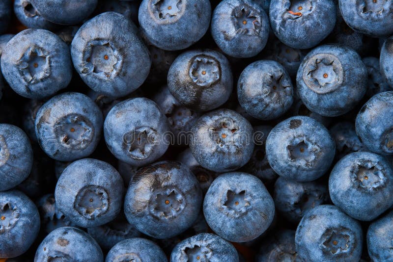 Conjunto Armado De Fundo De Mirtilos Maduros Foto de Stock - Imagem de ...