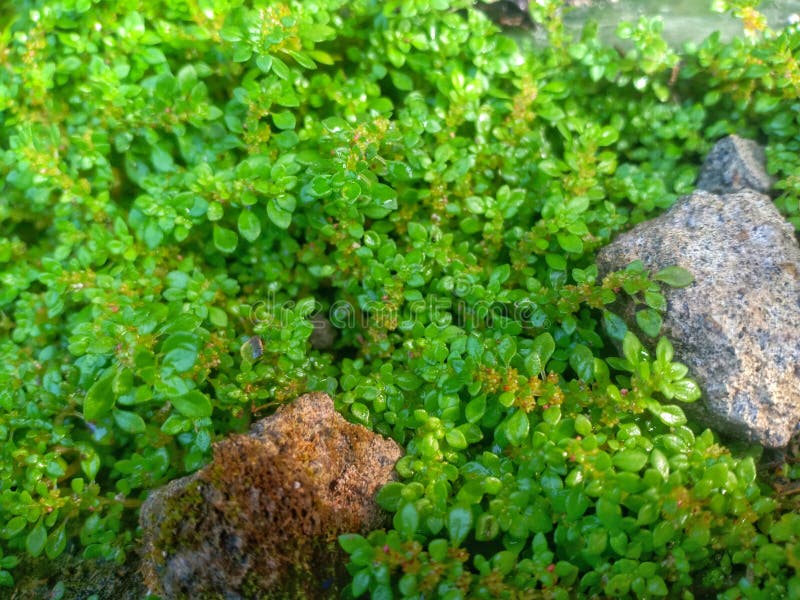 Conjunto Completo De Musas Rochosas E Verdes Imagem de Stock - Imagem ...