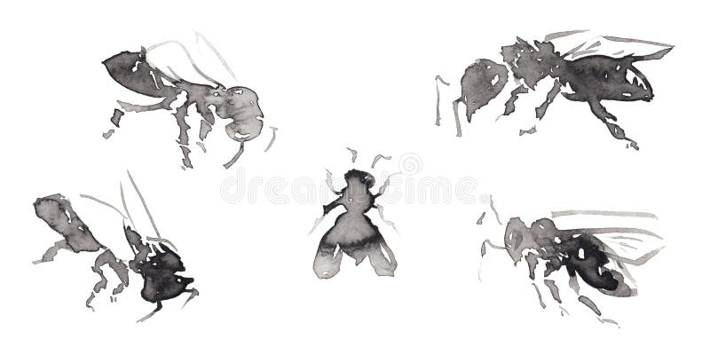 Conjunto 13 Con Cinco Formas Diferentes De Fotos De Abejas Aisladas En ... Conjunto 13 Con Cinco Formas Diferentes De Fotos De Abejas Aisladas En ...