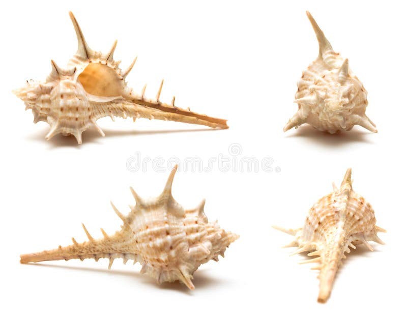 Conjunto De Cuatro Seashells Macros Imagen de archivo - Imagen de ...