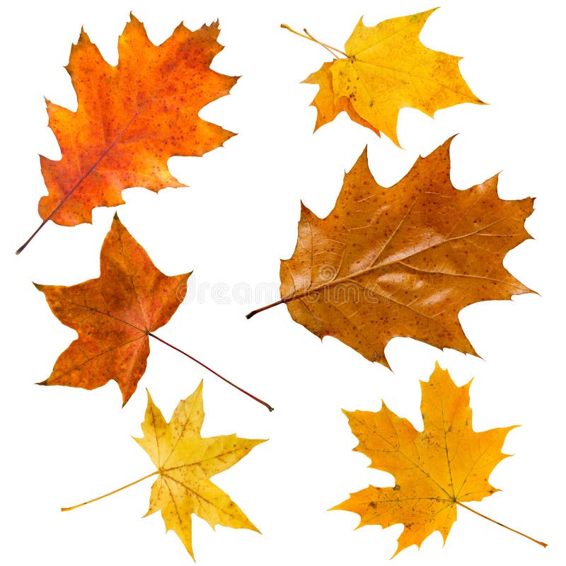Conjunto De Hojas De Arce Coloridas Sobre Blanco Imagen de archivo ...