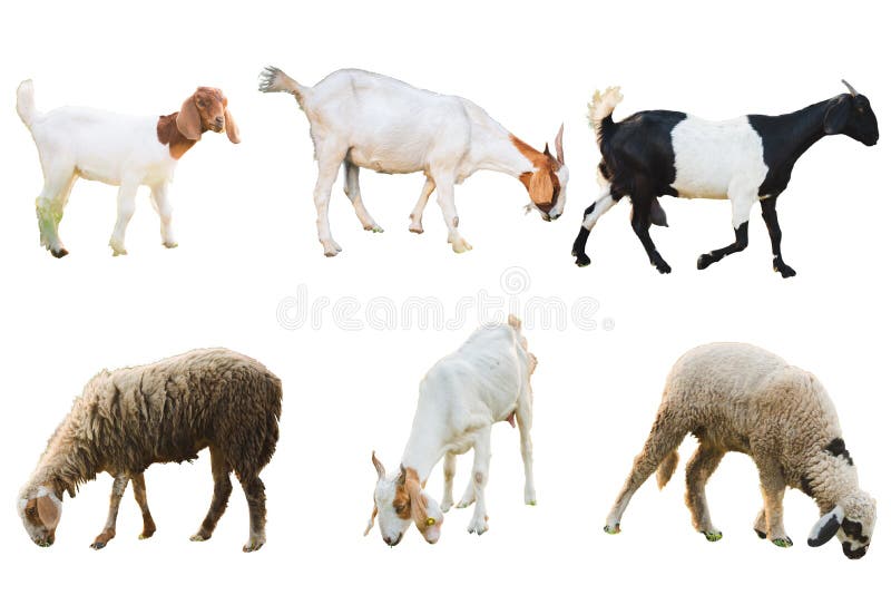 Conjunto De Muitos Tipos De Cabra Foto de Stock - Imagem de nave, jogo ...