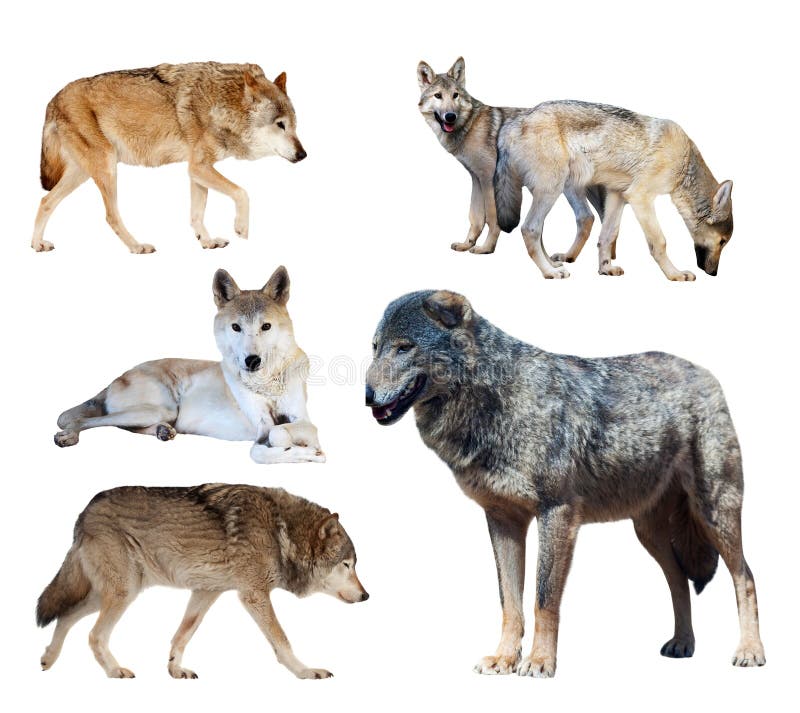 Conjunto De Pocos Lobos Aislado En Blanco Imagen de archivo - Imagen de ...
