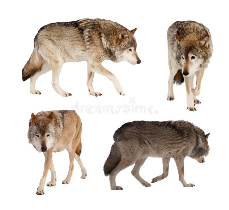 Conjunto De Pocos Lobos. Aislado Sobre Blanco Imagen de archivo ...