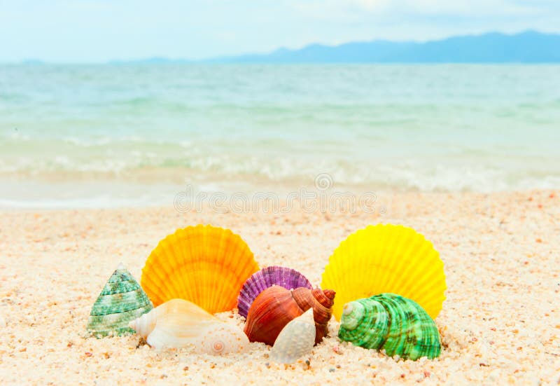Conjunto De Seashells En La Playa Del Mar Foto de archivo - Imagen de ...