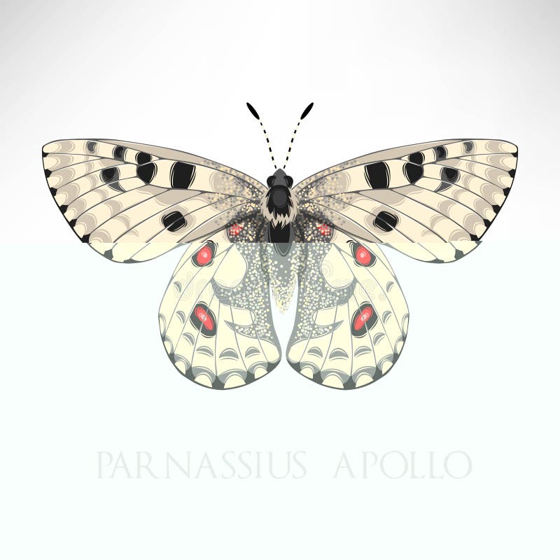 Conjunto Vectorial De Mariposa En Cinco Vistas Diferentes Ilustración